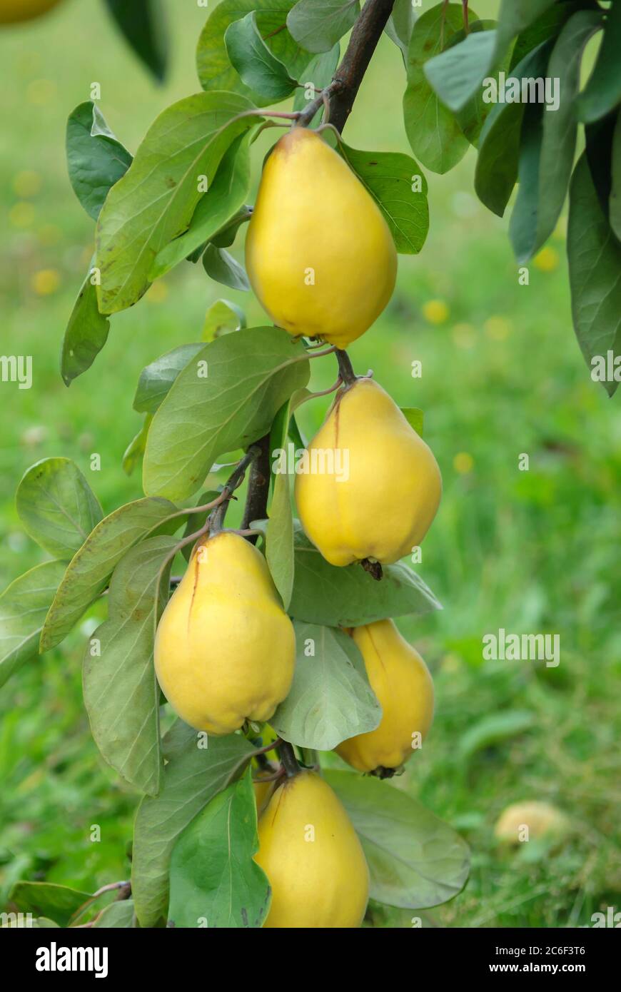 Portuguese fruit trees hi-res stock photography and images - Alamy