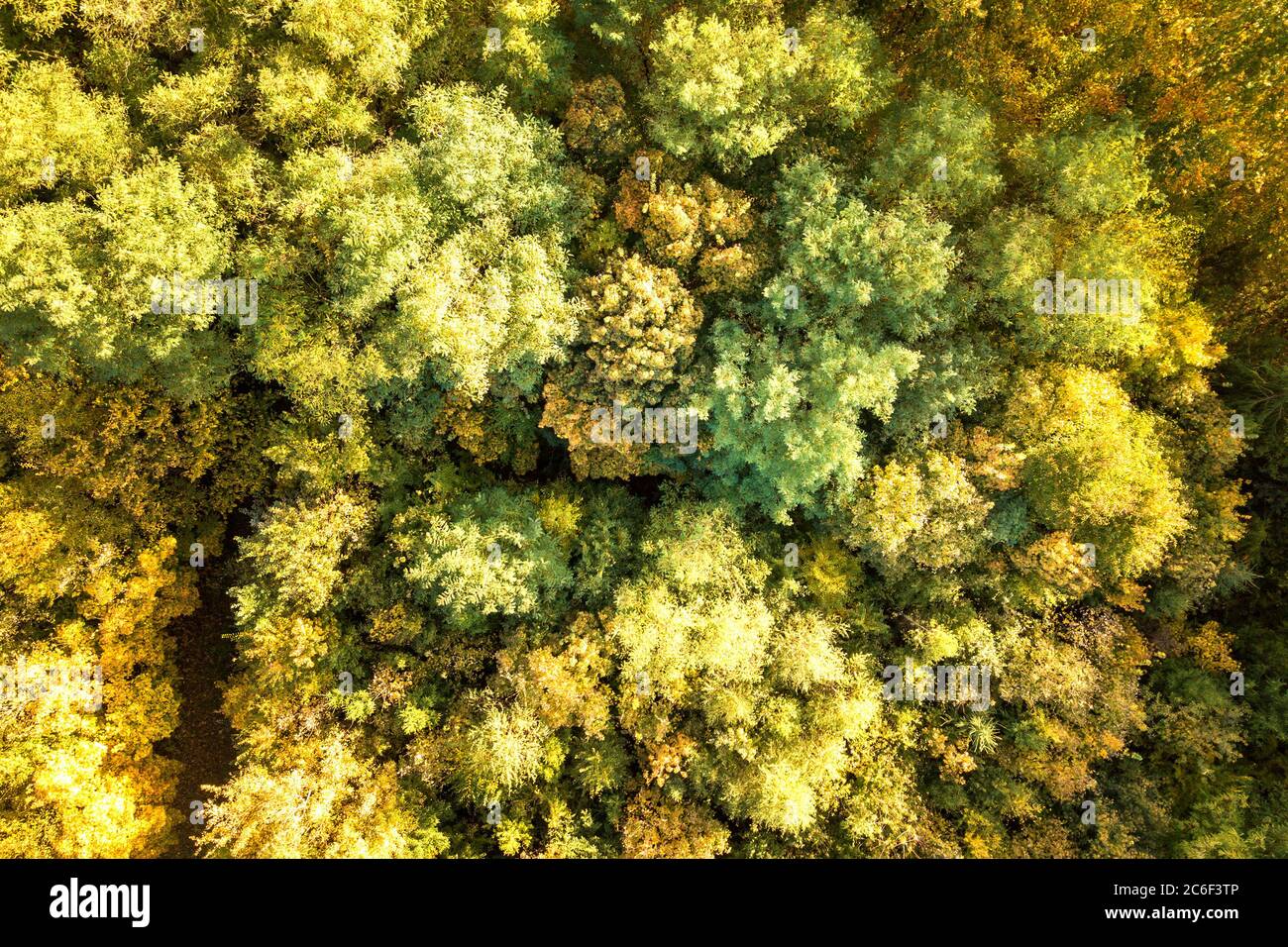 Top down aerial view of green and yellow canopies in autumn forest with ...