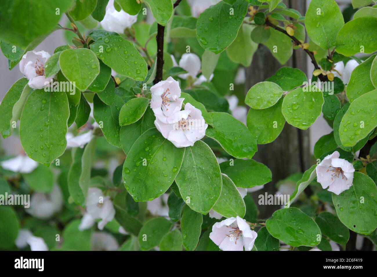 Quitte, Cydonia oblonga, Quince, Cydonia oblonga Stock Photo - Alamy