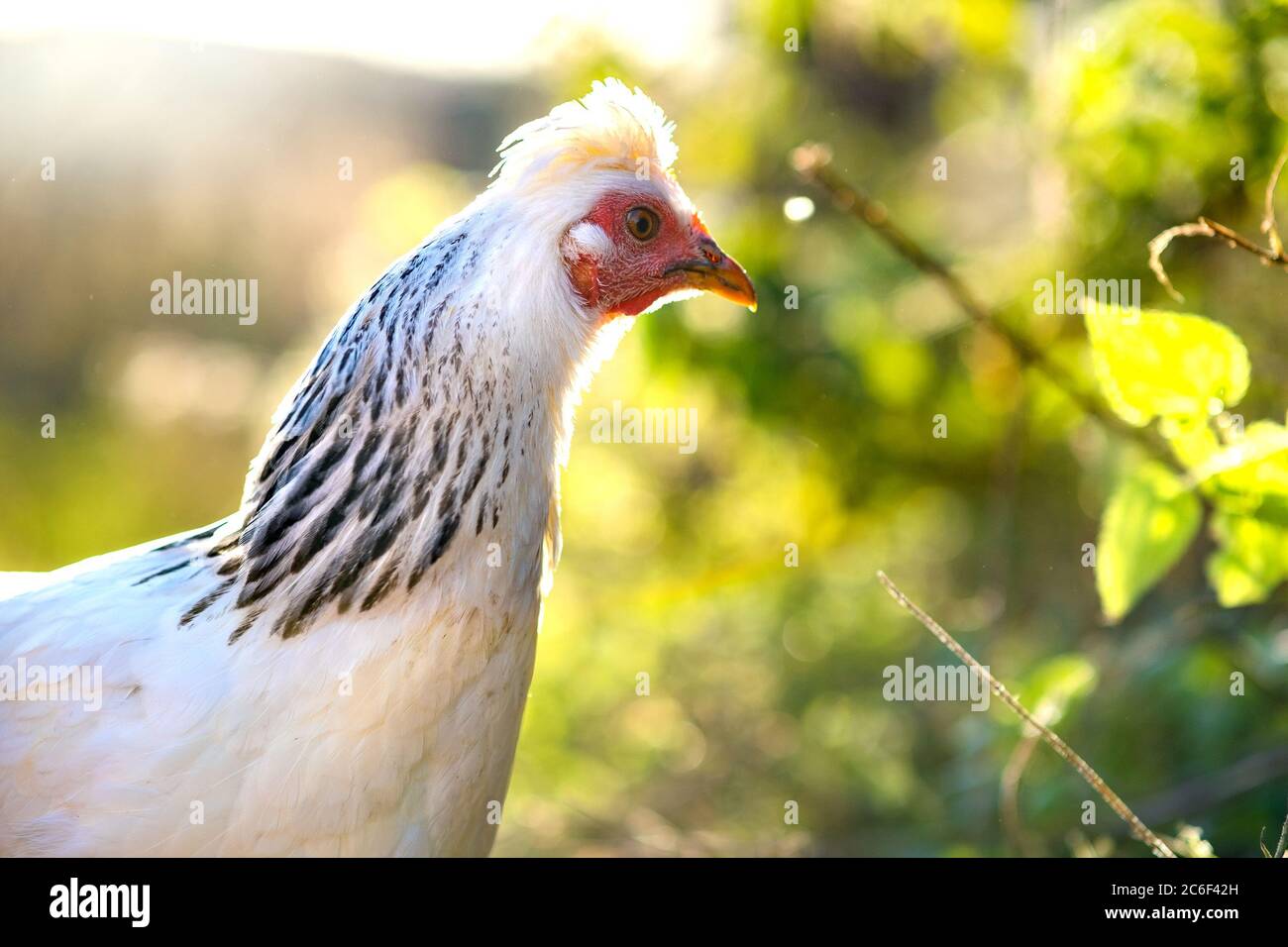 Hens feed on traditional rural barnyard. Detail of a hen head. Close up ...