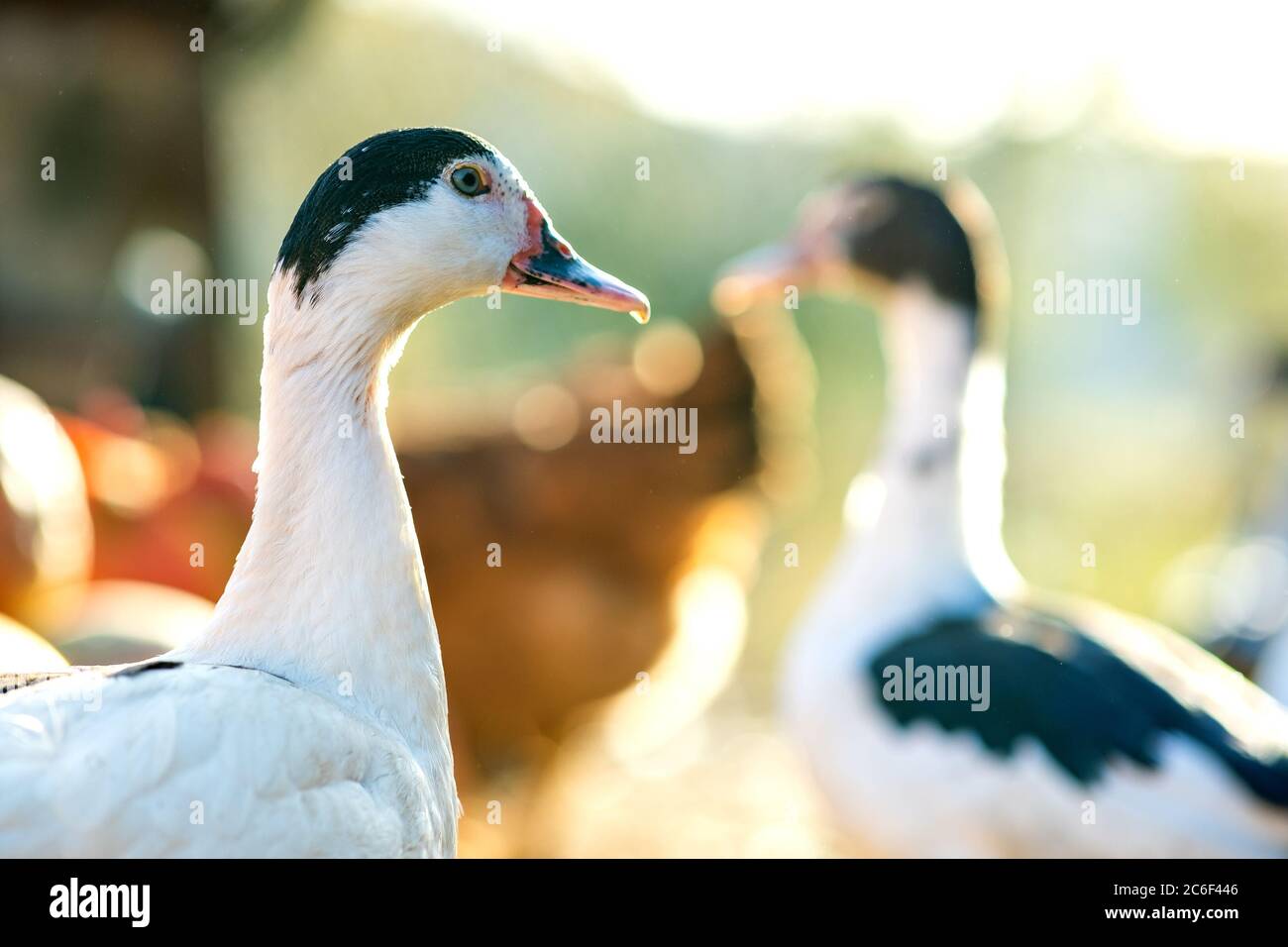Detail of a duck head. Ducks feed on traditional rural barnyard. Close ...
