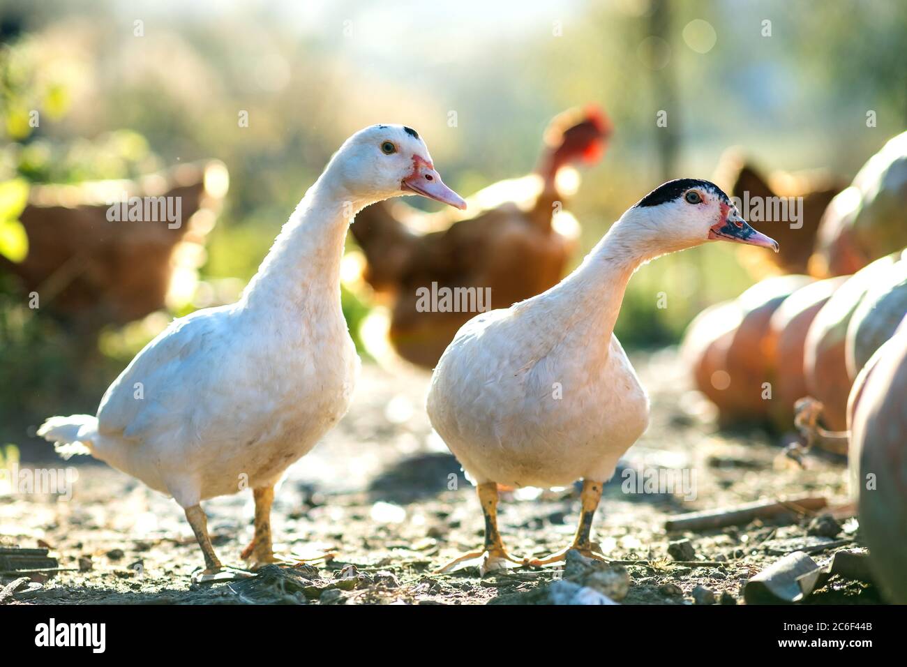 Ducks feed on traditional rural barnyard. Detail of a duck head. Close ...