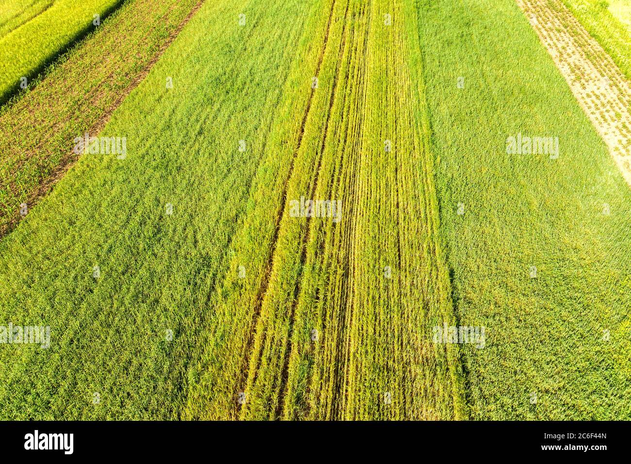 Aerial view of green agricultural fields in spring with fresh ...