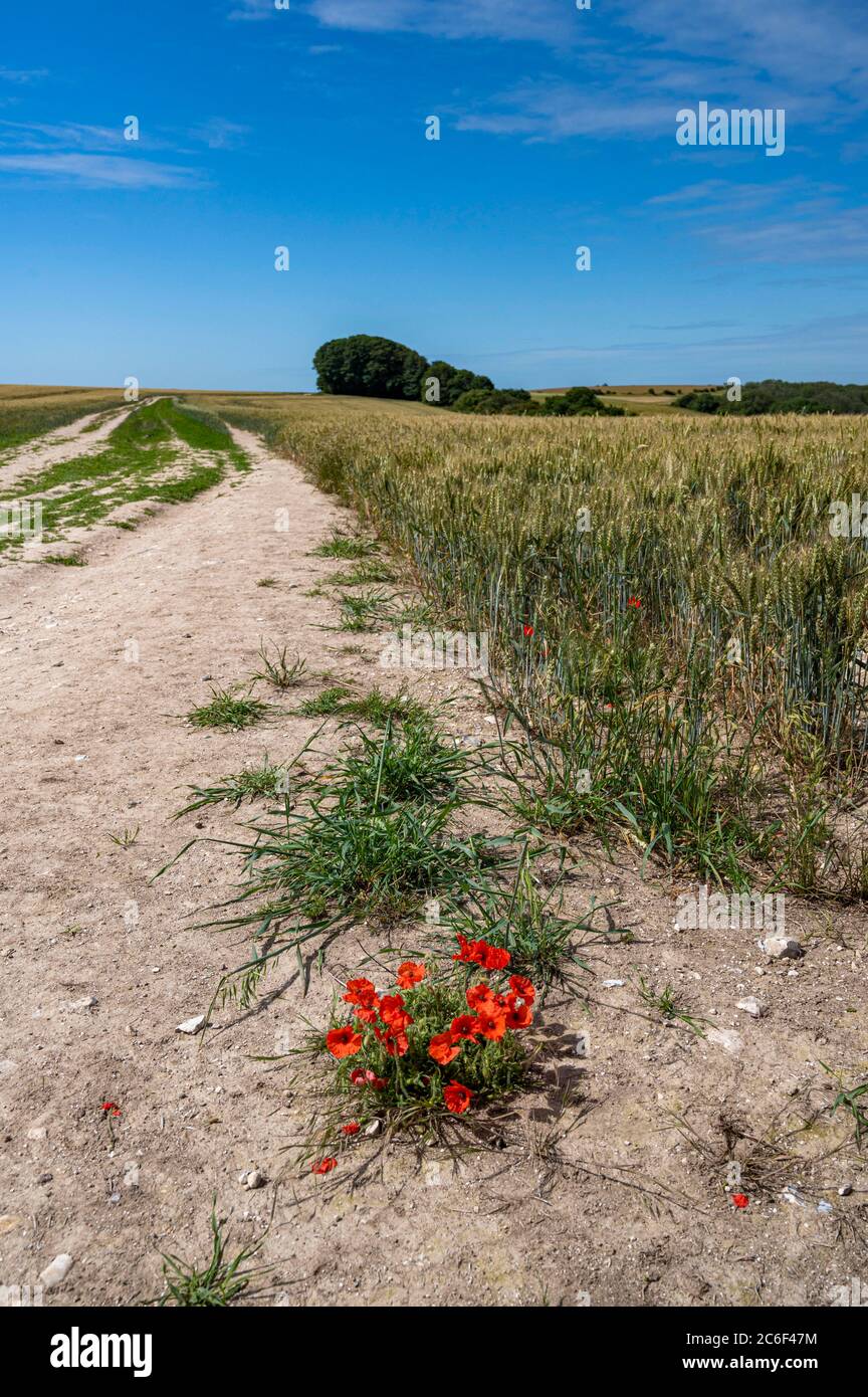 Poppies south downs east sussex hi-res stock photography and images - Alamy