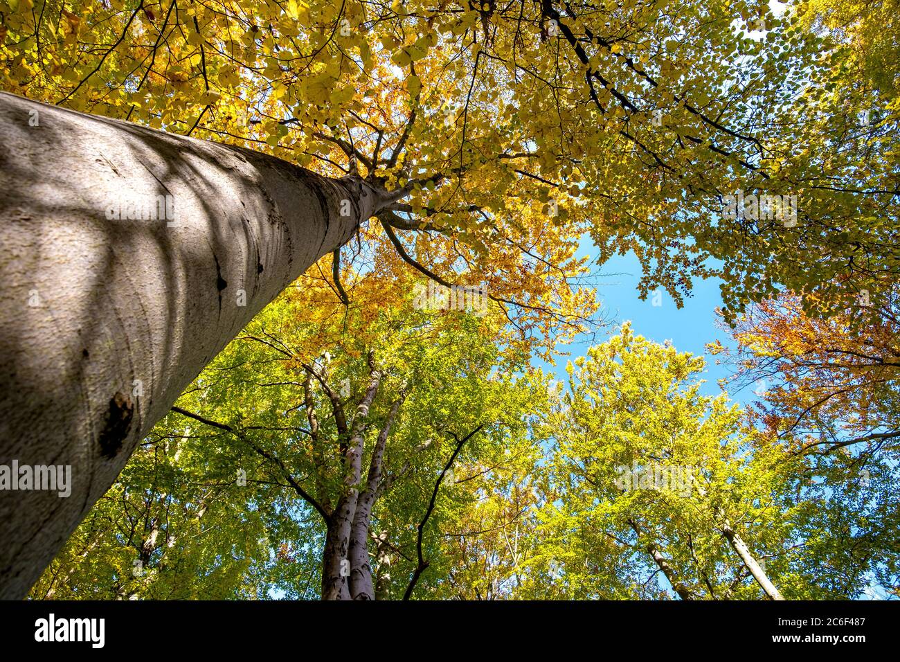 Perspective from down to up view of autumn forest with bright orange ...