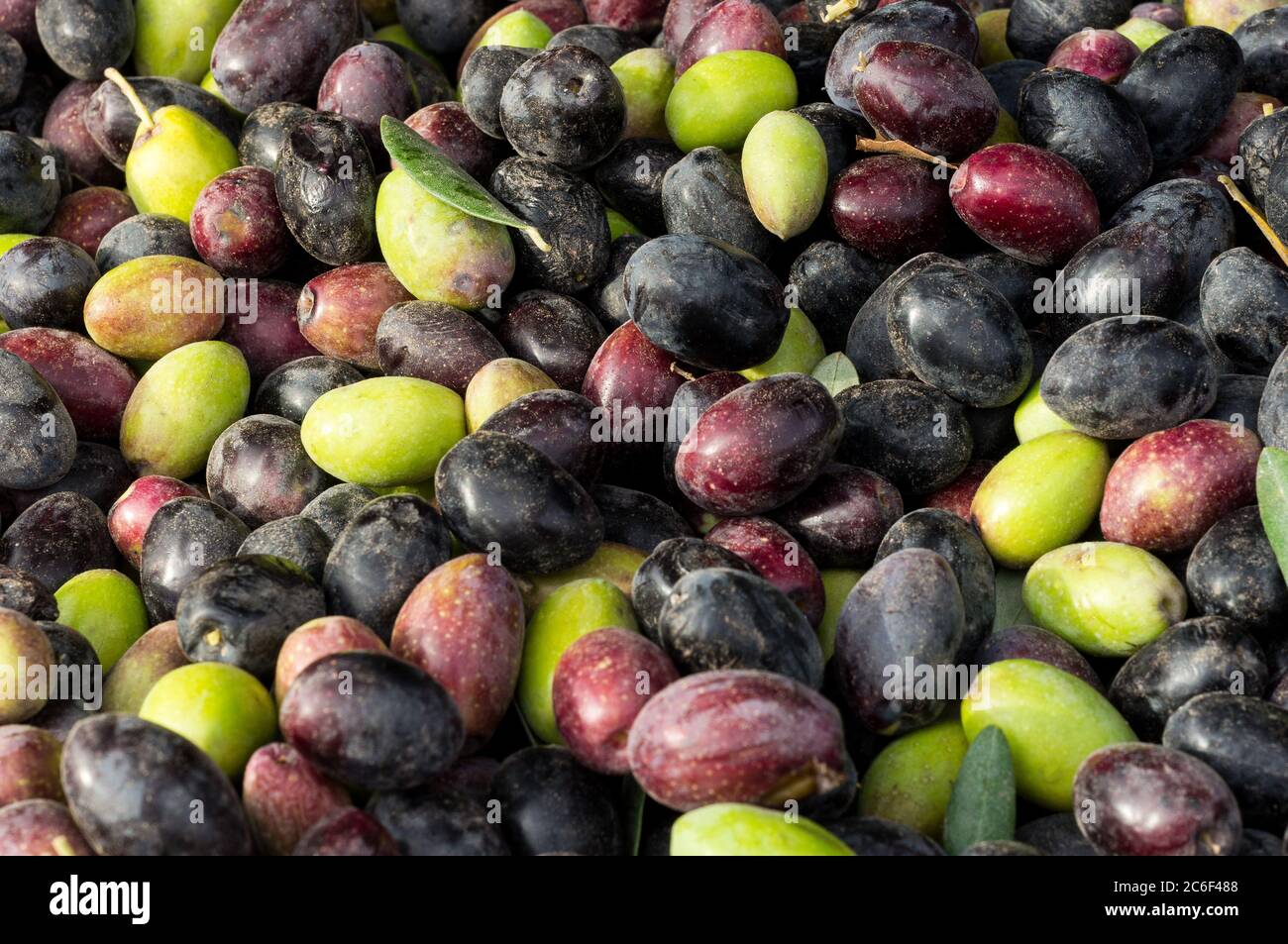 Olive colors hi-res stock photography and images - Alamy