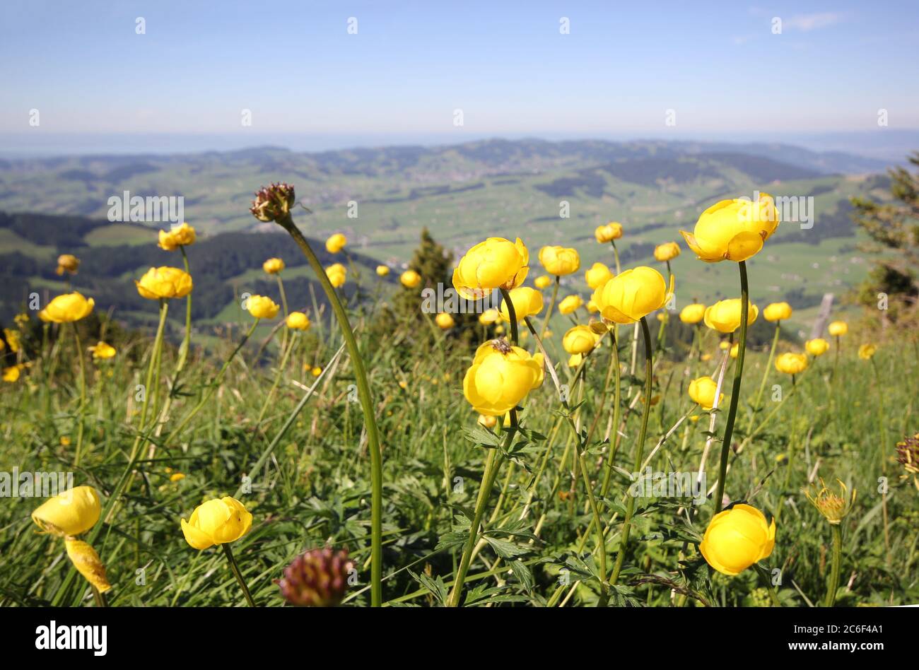 Alps flora hi-res stock photography and images - Alamy