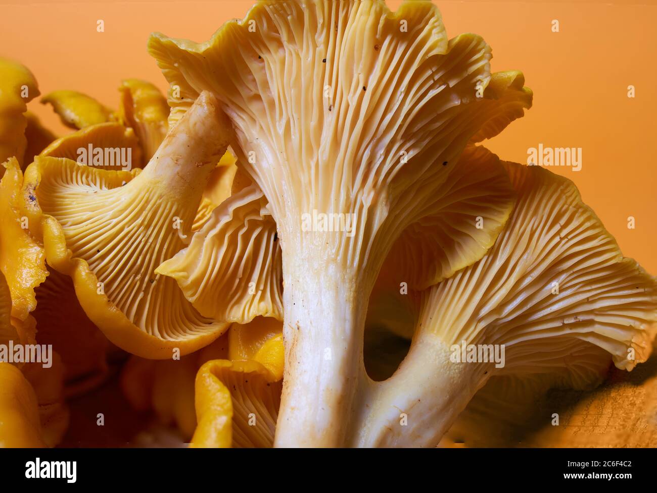 Orange chanterelle hi-res stock photography and images - Alamy