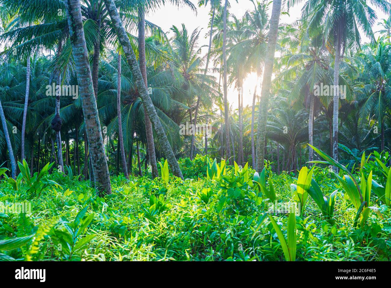 Trees Forest Sumatra Island Indonesia Komodos & Colourful Corals: