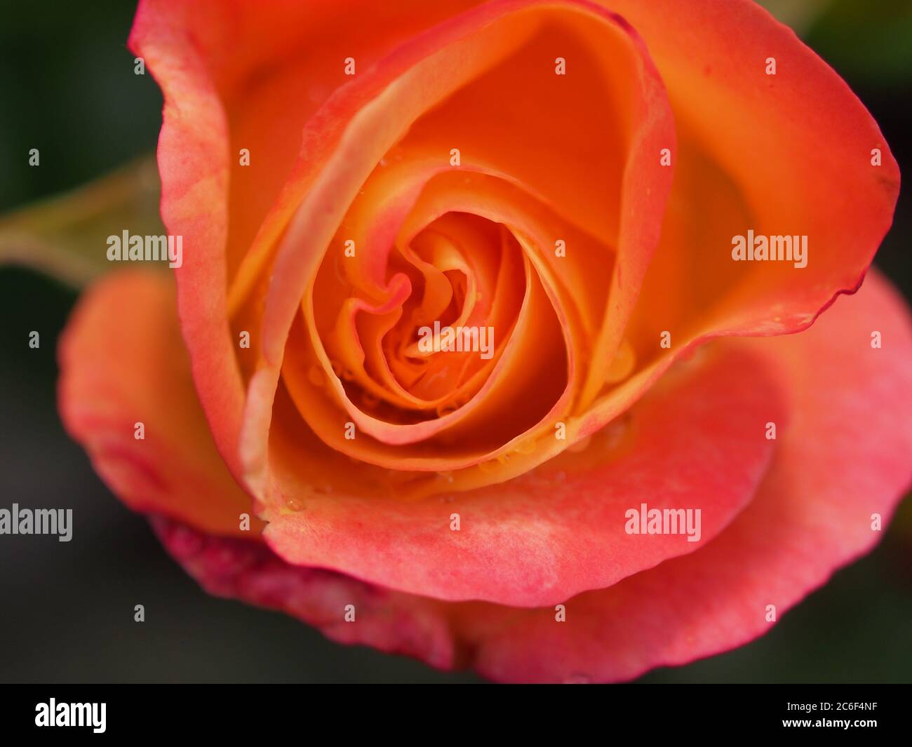 Budding rose hi-res stock photography and images - Alamy