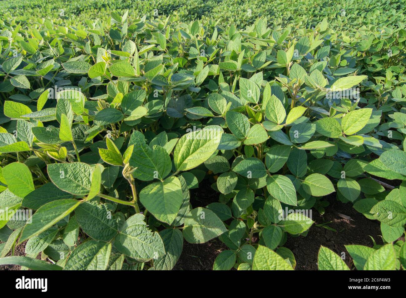 Soy cultivation hi-res stock photography and images - Alamy