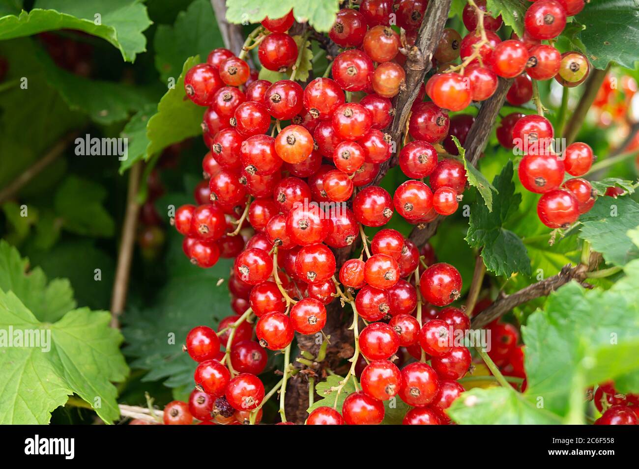 Garden red currant hi-res stock photography and images - Alamy