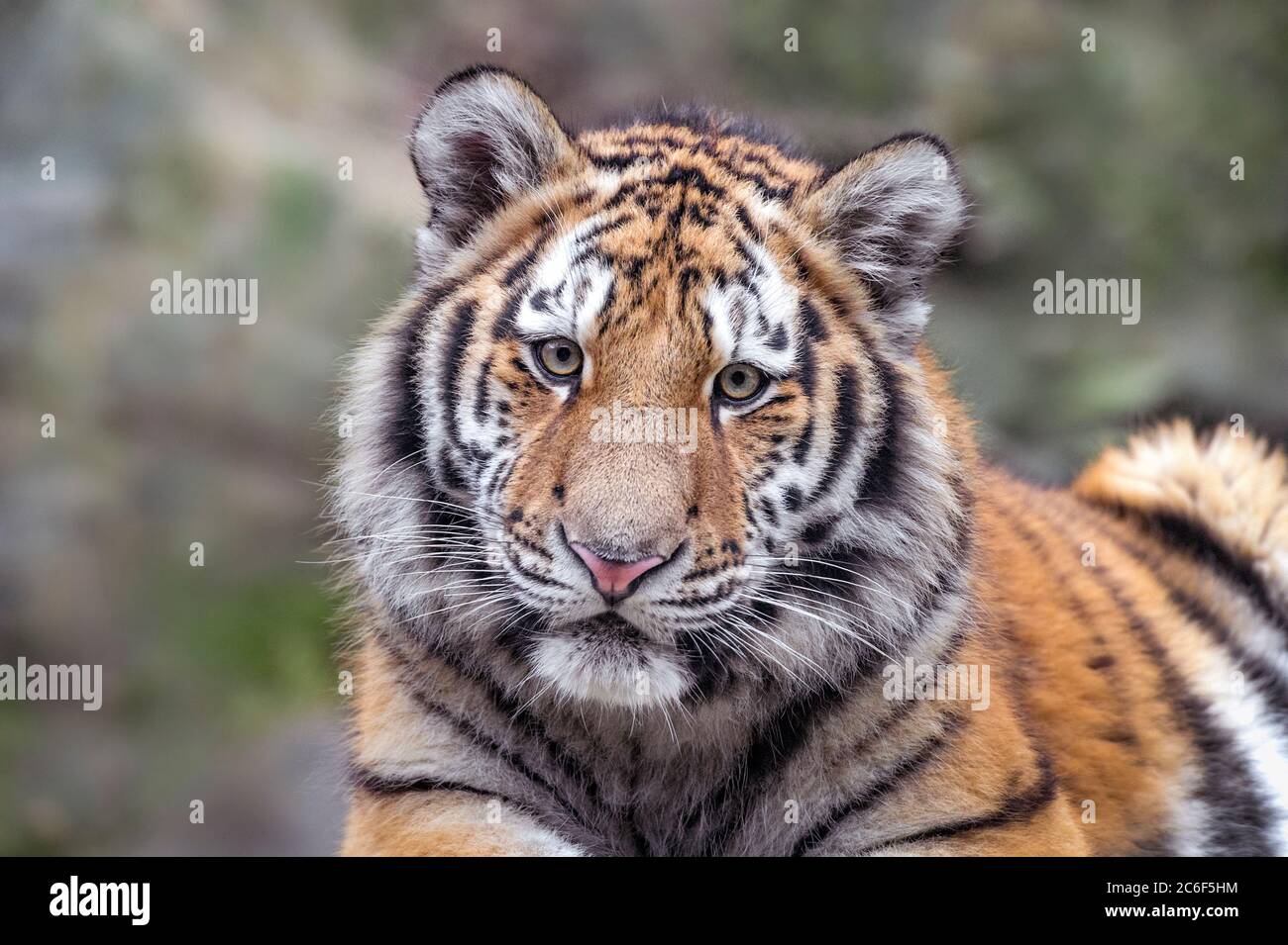 Male siberian cat hi-res stock photography and images - Alamy