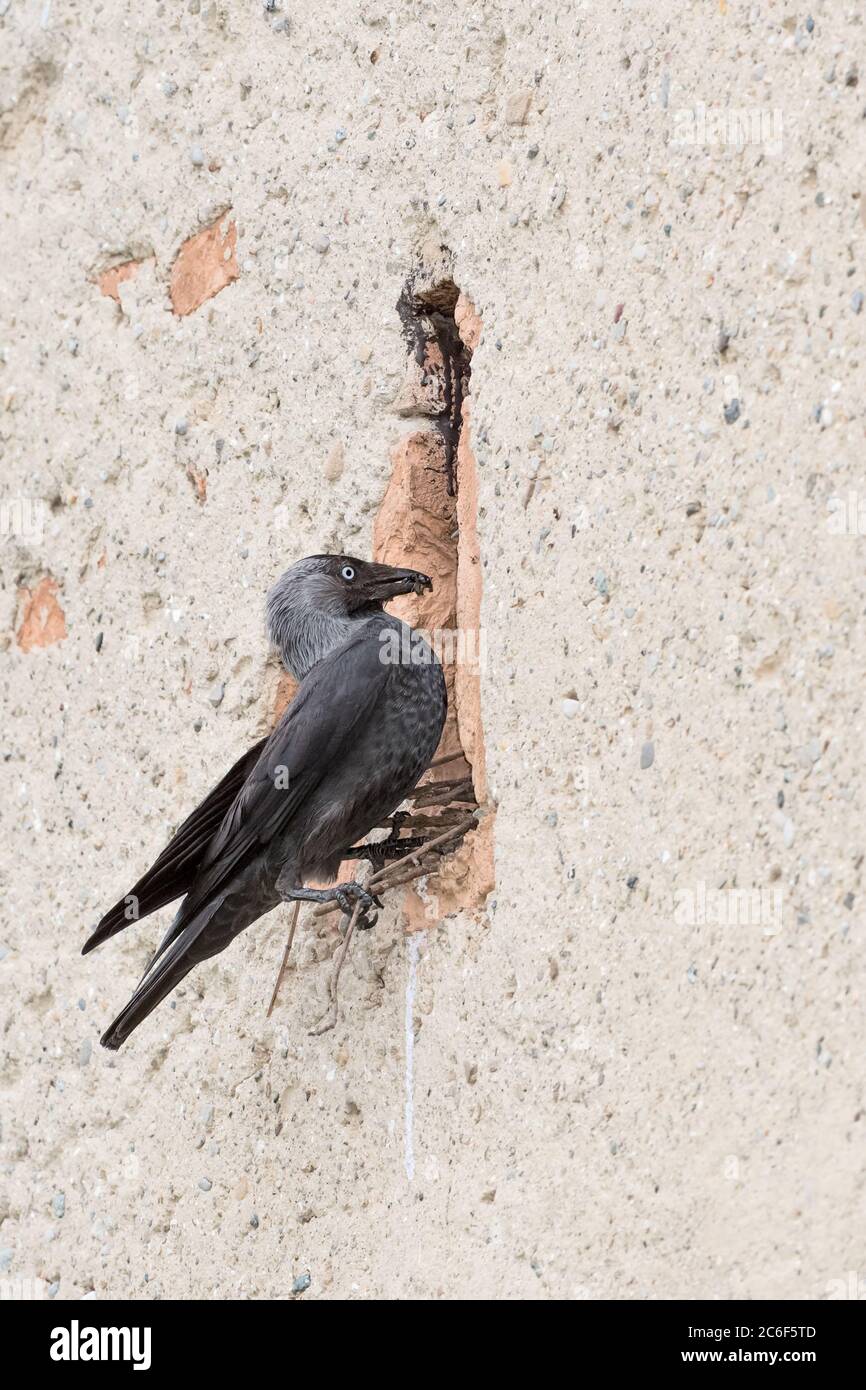 Jackdaw nest house hi-res stock photography and images - Alamy