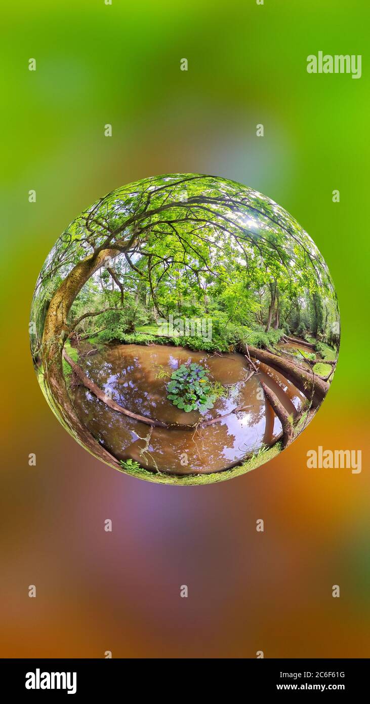 Beaulieu river in the New Forest Stock Photo - Alamy