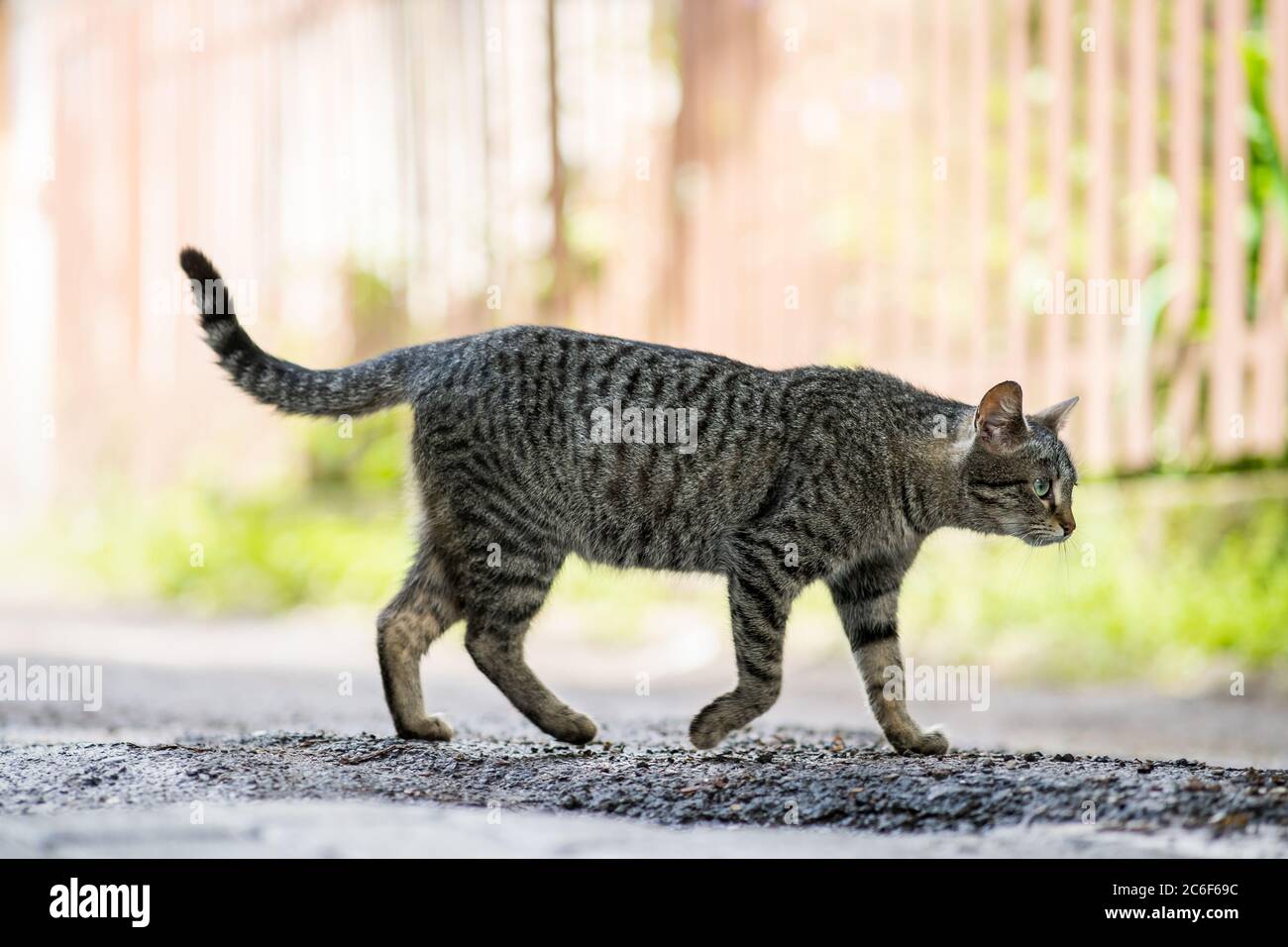 Cat standing hi-res stock photography and images - Alamy