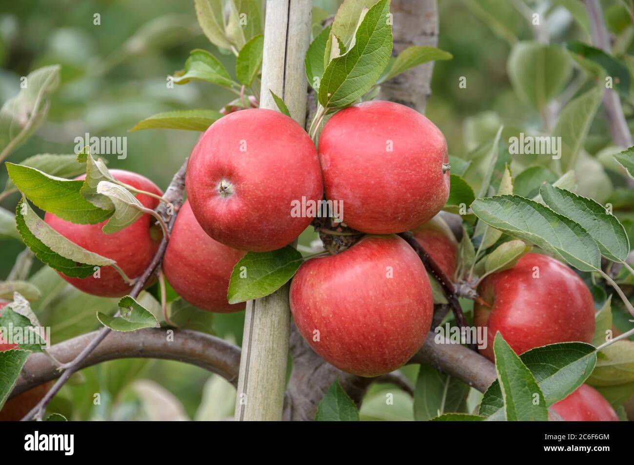 Apfel, Malus domestica Braeburn - Schneider, Apple, Malus domestica ...
