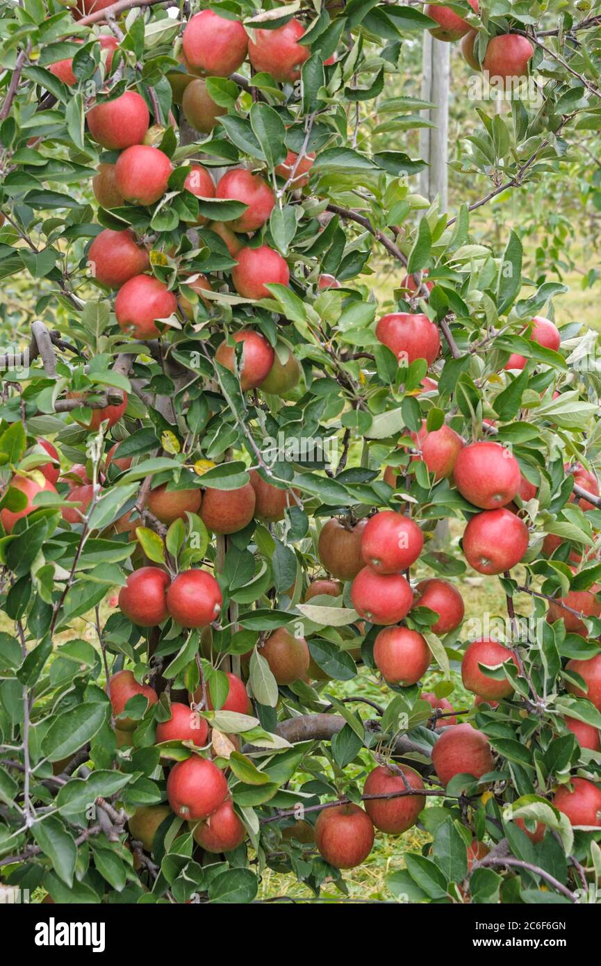 Apfel, Malus domestica Braeburn - Schneider, Apple, Malus domestica ...