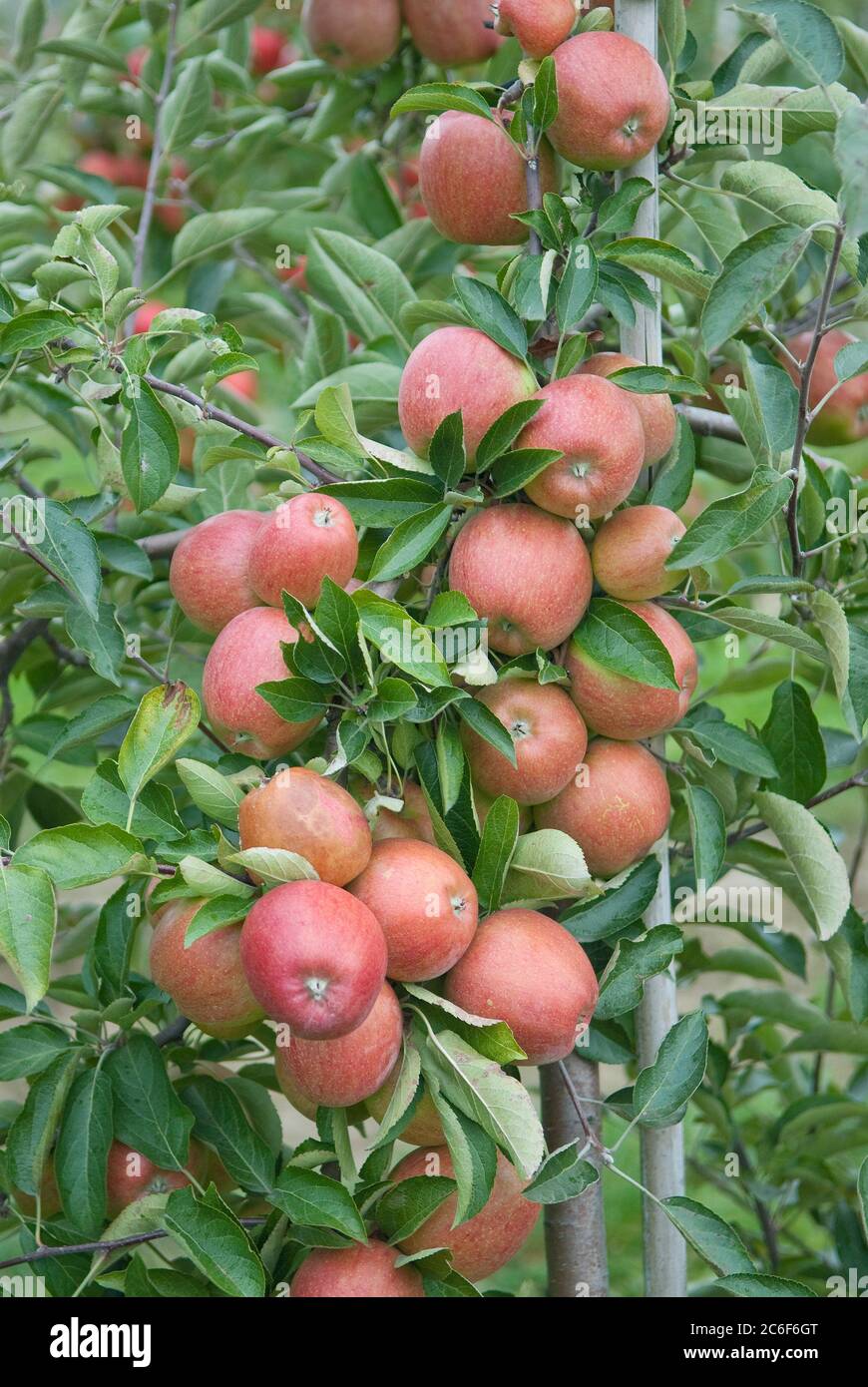 Apfel, Malus domestica Braeburn - Schneider, Apple, Malus domestica ...