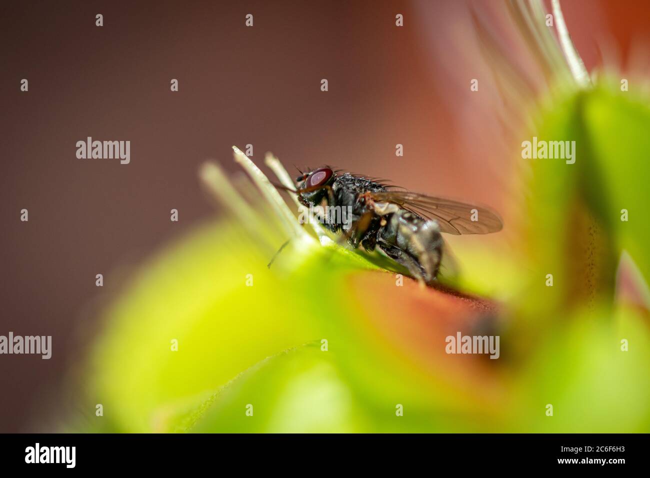 a macro view of a fly trapped inside a venus fly trap Stock Photo - Alamy