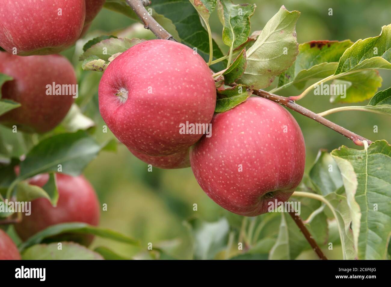 Apfel, Malus domestica Cripps Red, Apple, Malus domestica Cripps Red ...