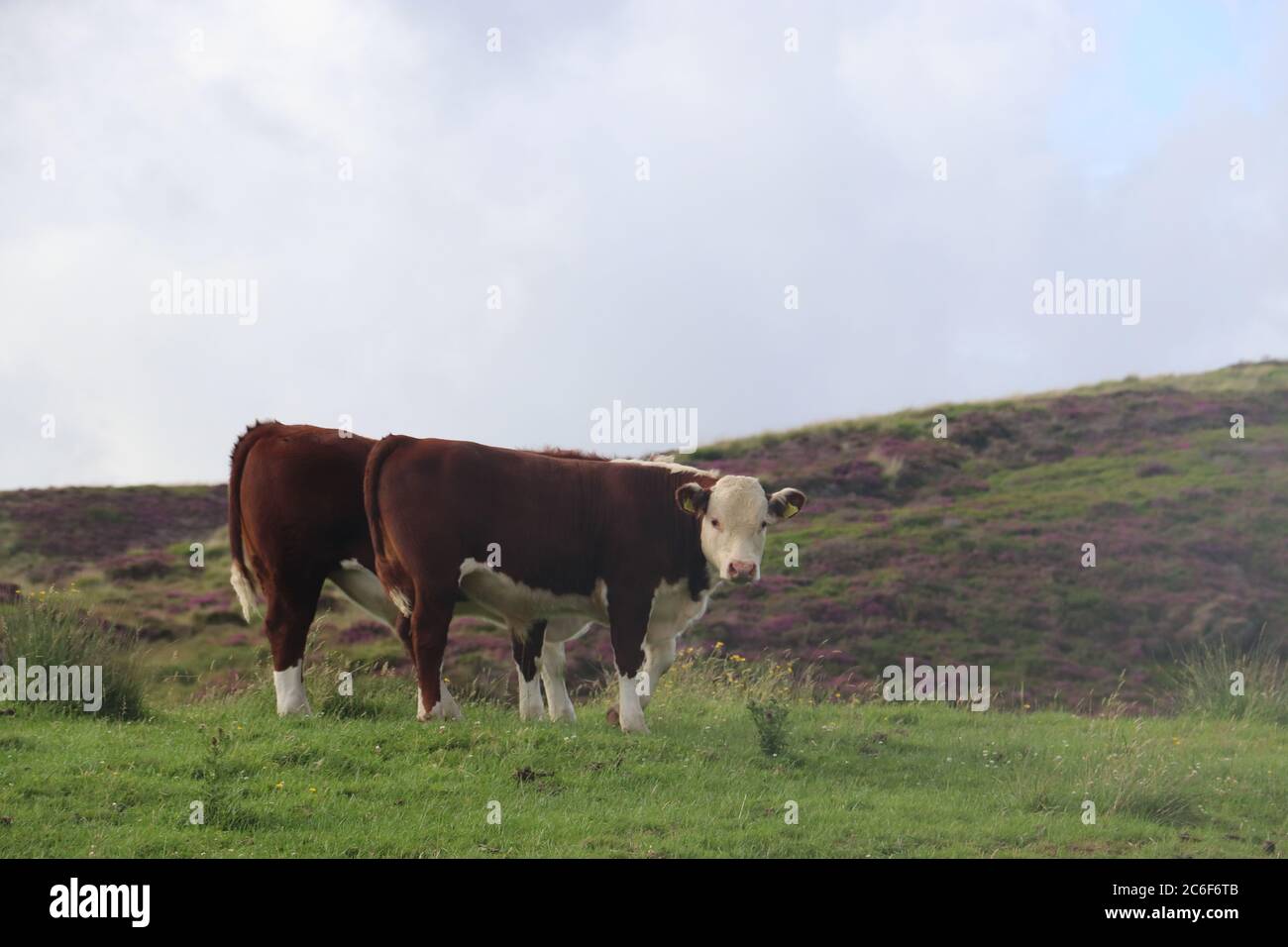 Standing young cows head face hi-res stock photography and images - Alamy