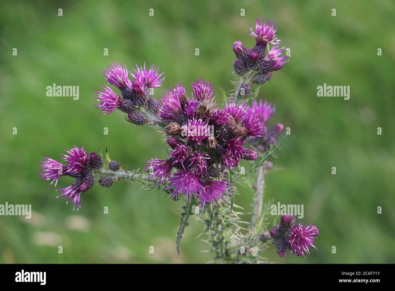 Pink thistle with green grass background Stock Photo - Alamy