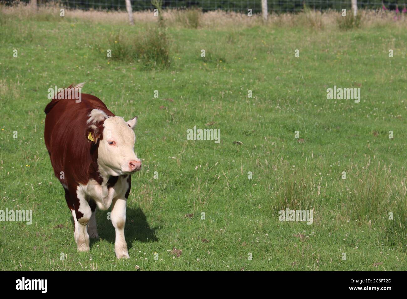 brown cow with white face and legs standing in field Stock Photo - Alamy