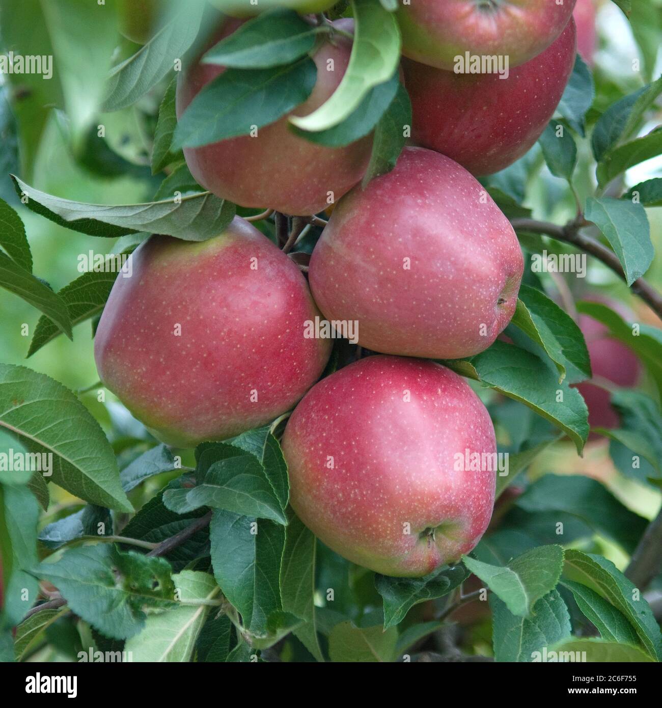 Apfel, Malus domestica Gloster, Apple, Malus domestica Gloster Stock ...