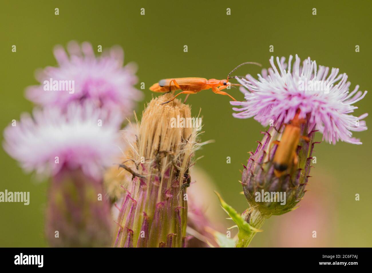 Common Red Soldier Beetle on thistle plant with green soft background ...