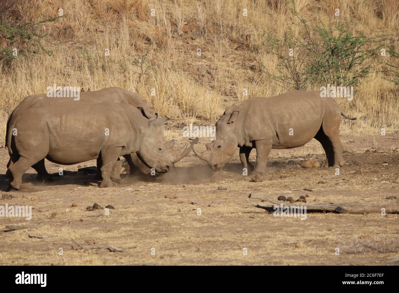 Two rhinos fighting in Pilanesberg National Park, South Africa Stock ...