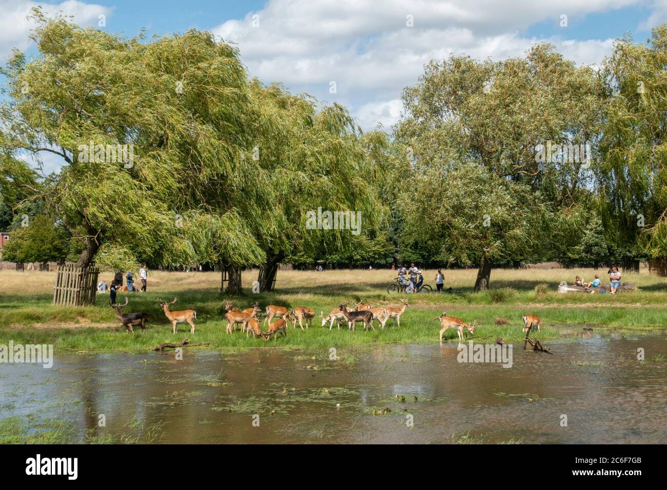 A small herd of female deer grazing in a pond on a hot summers day in ...