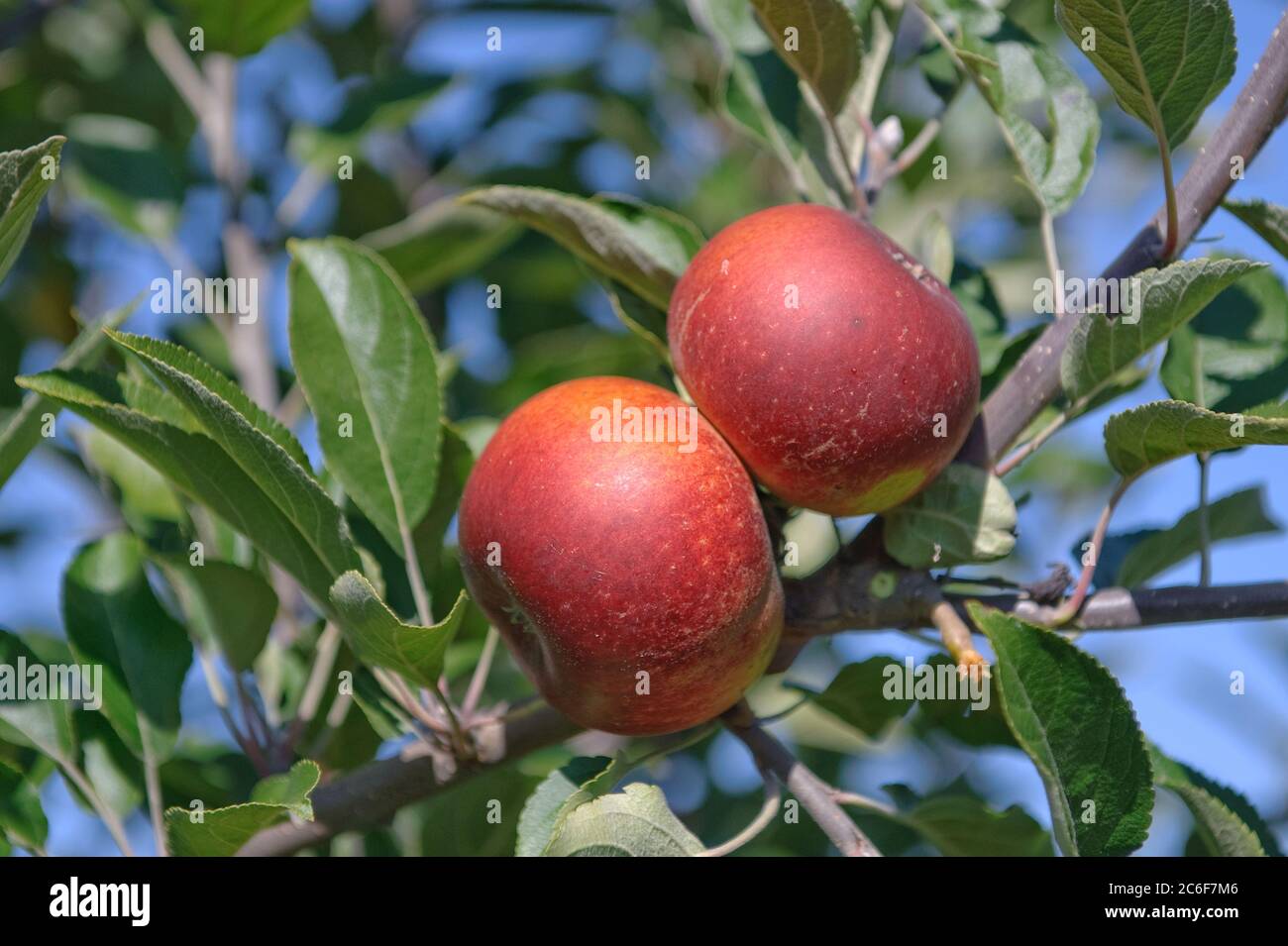 Apfel, Malus domestica Ingrid Marie, Apple, Malus domestica Ingrid ...