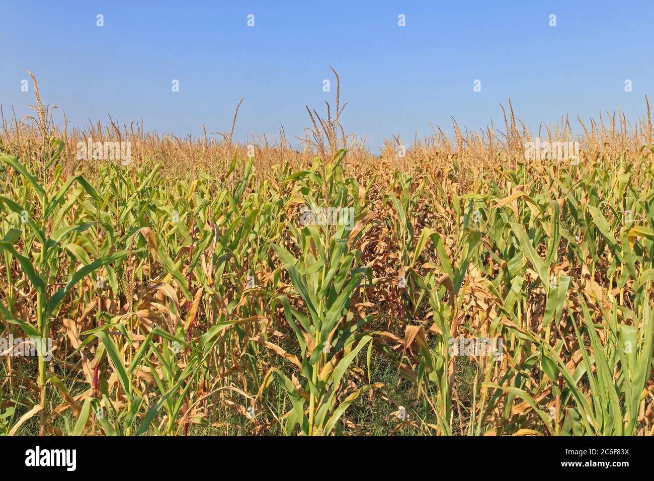 Maize Field Corn Plants Ready for Harvest Stock Photo - Alamy