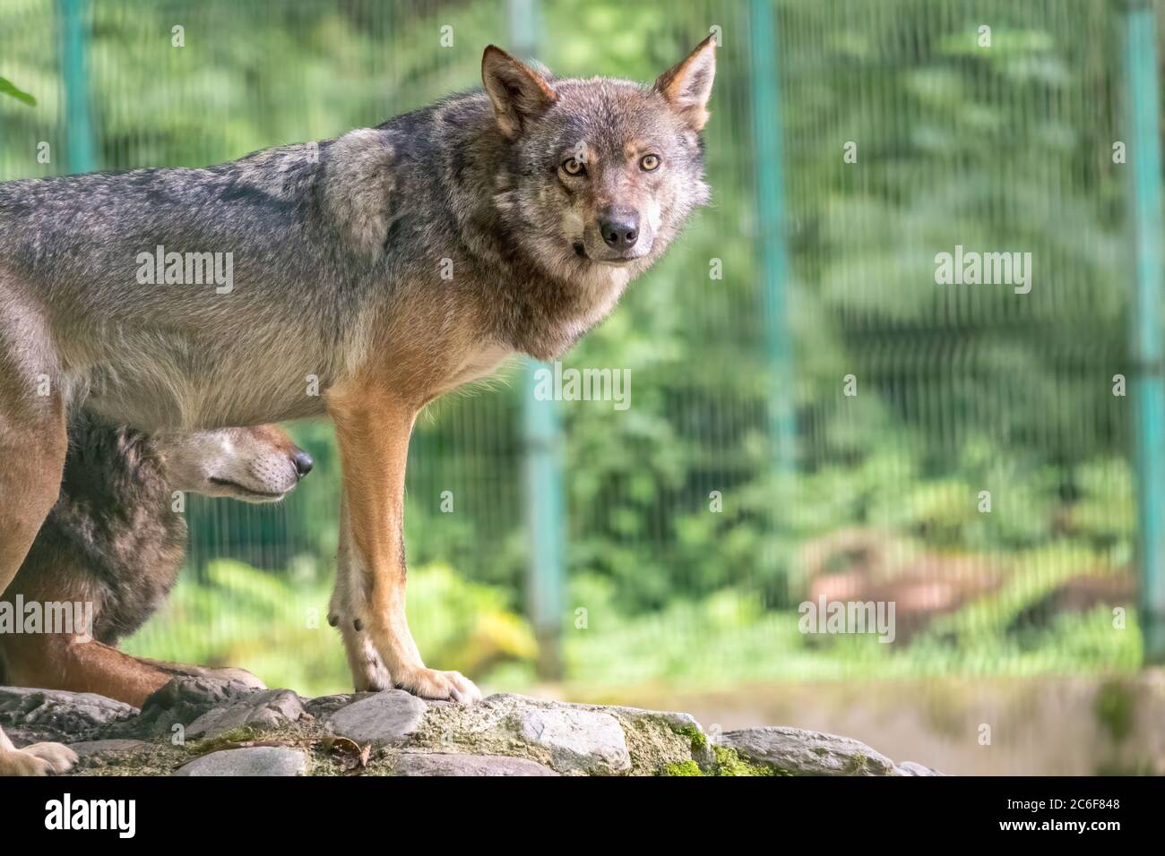 Gray wolf in the aviary. The wolf, Canis lupus, also known as the gray ...
