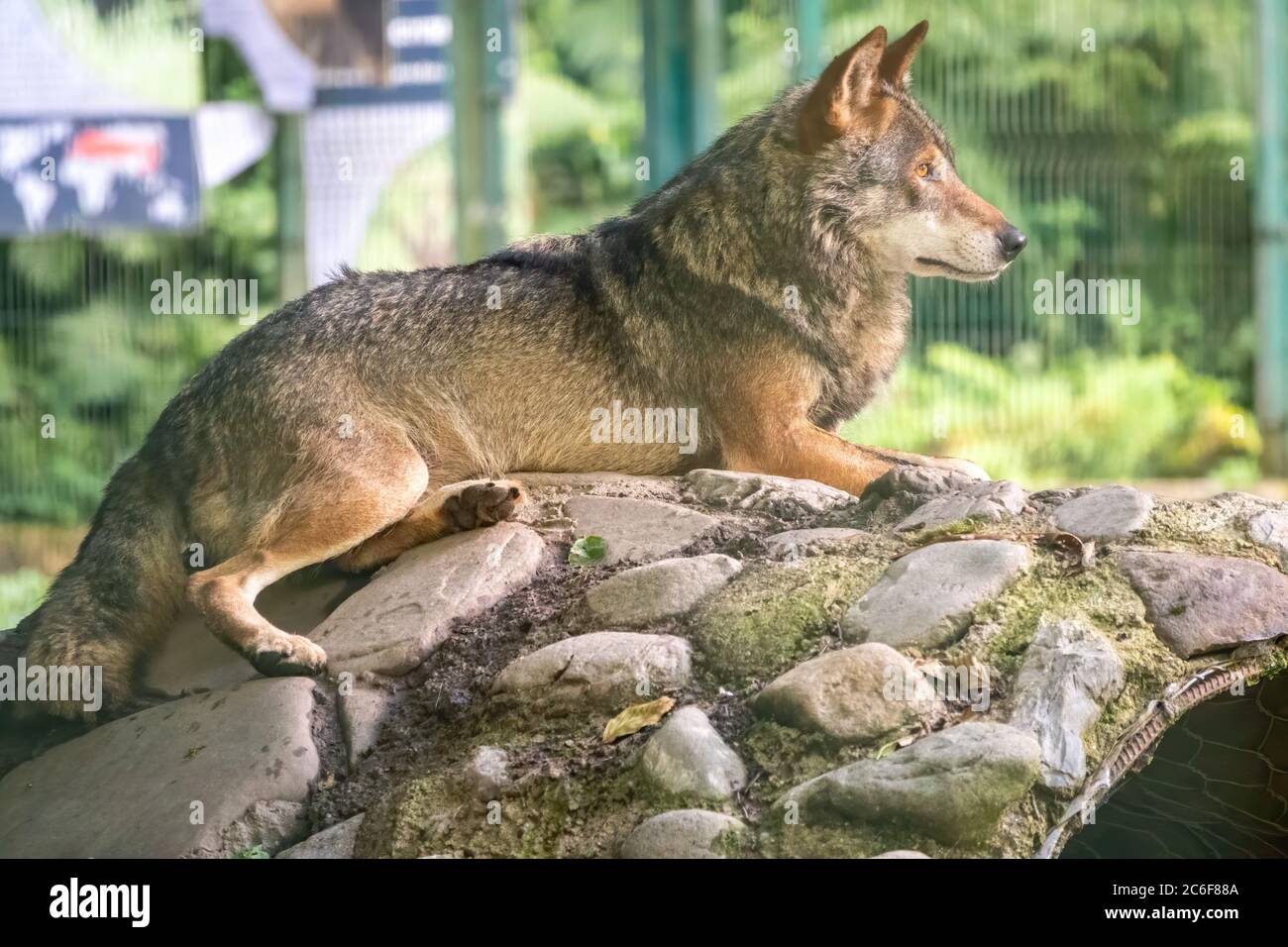 Gray wolf in the aviary resting on the stones. The wolf, Canis lupus ...