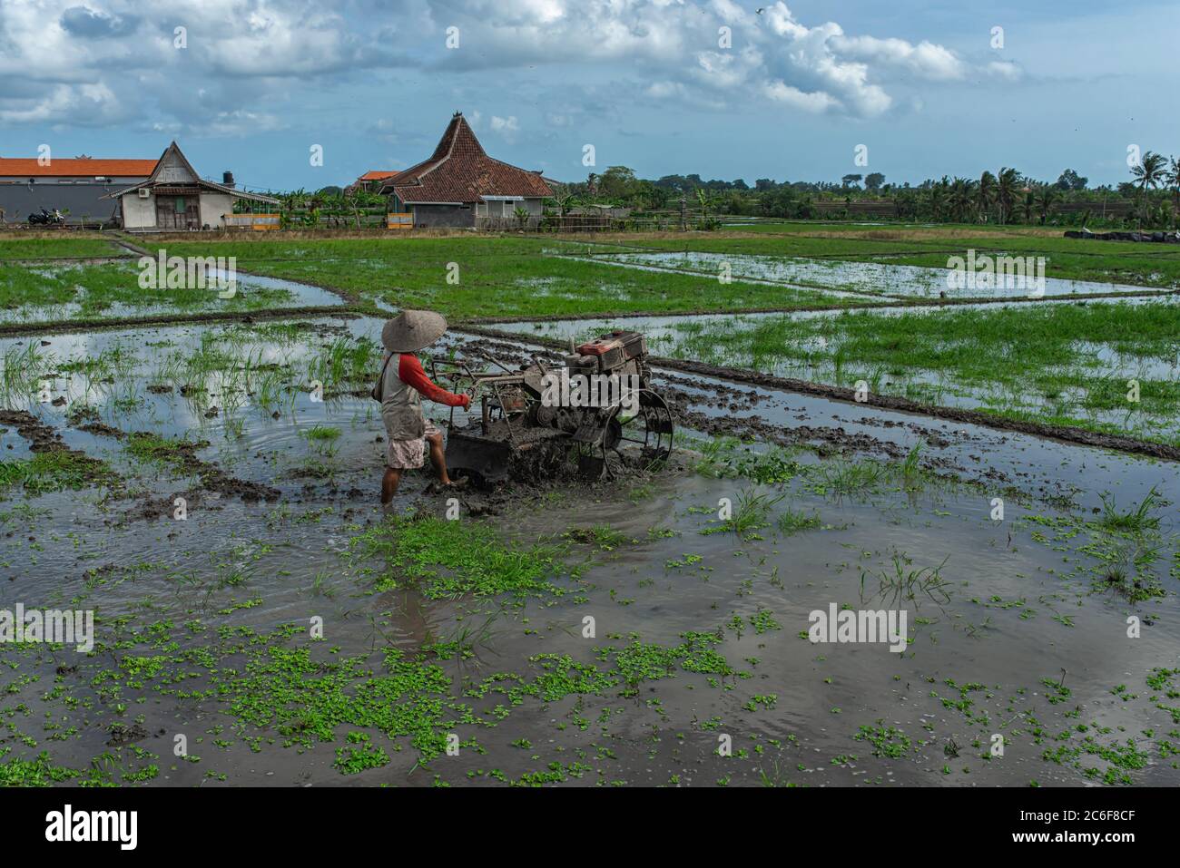 a farmer plows a rice field, sows a field with rice and sows grain ...