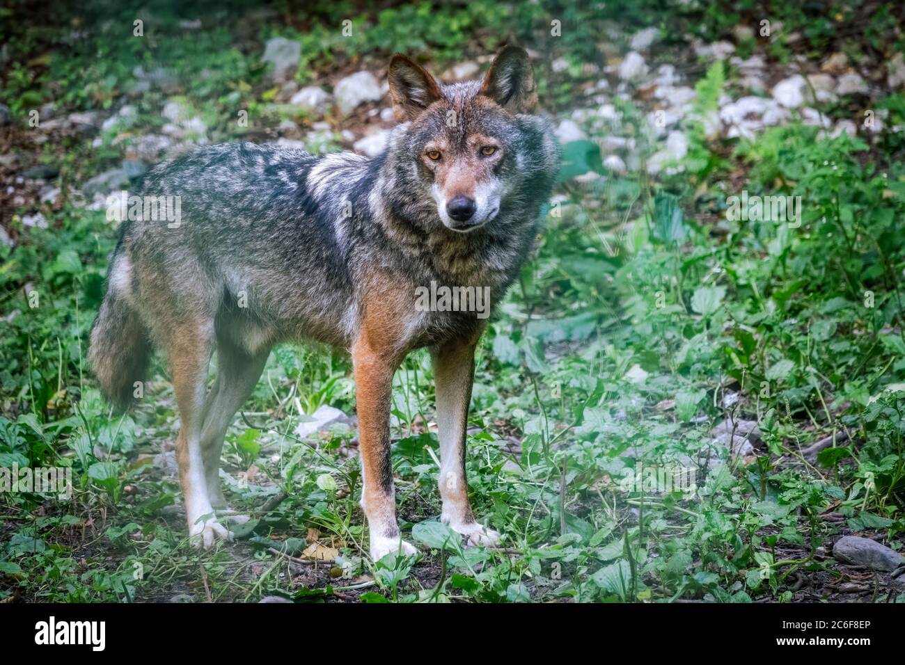 Gray wolf in forest on the green grass. The wolf, Canis lupus, also ...