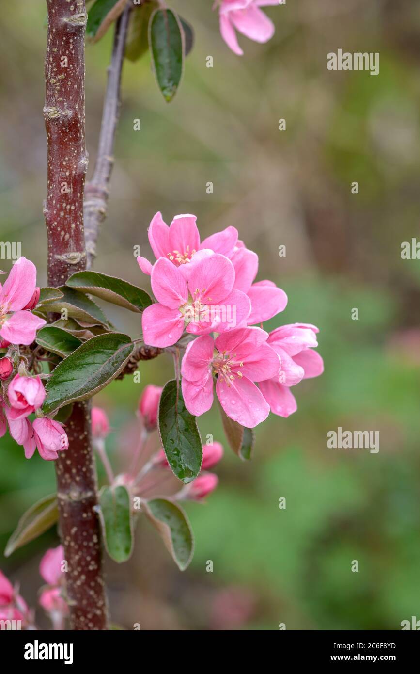 Malus maypole hi-res stock photography and images - Alamy