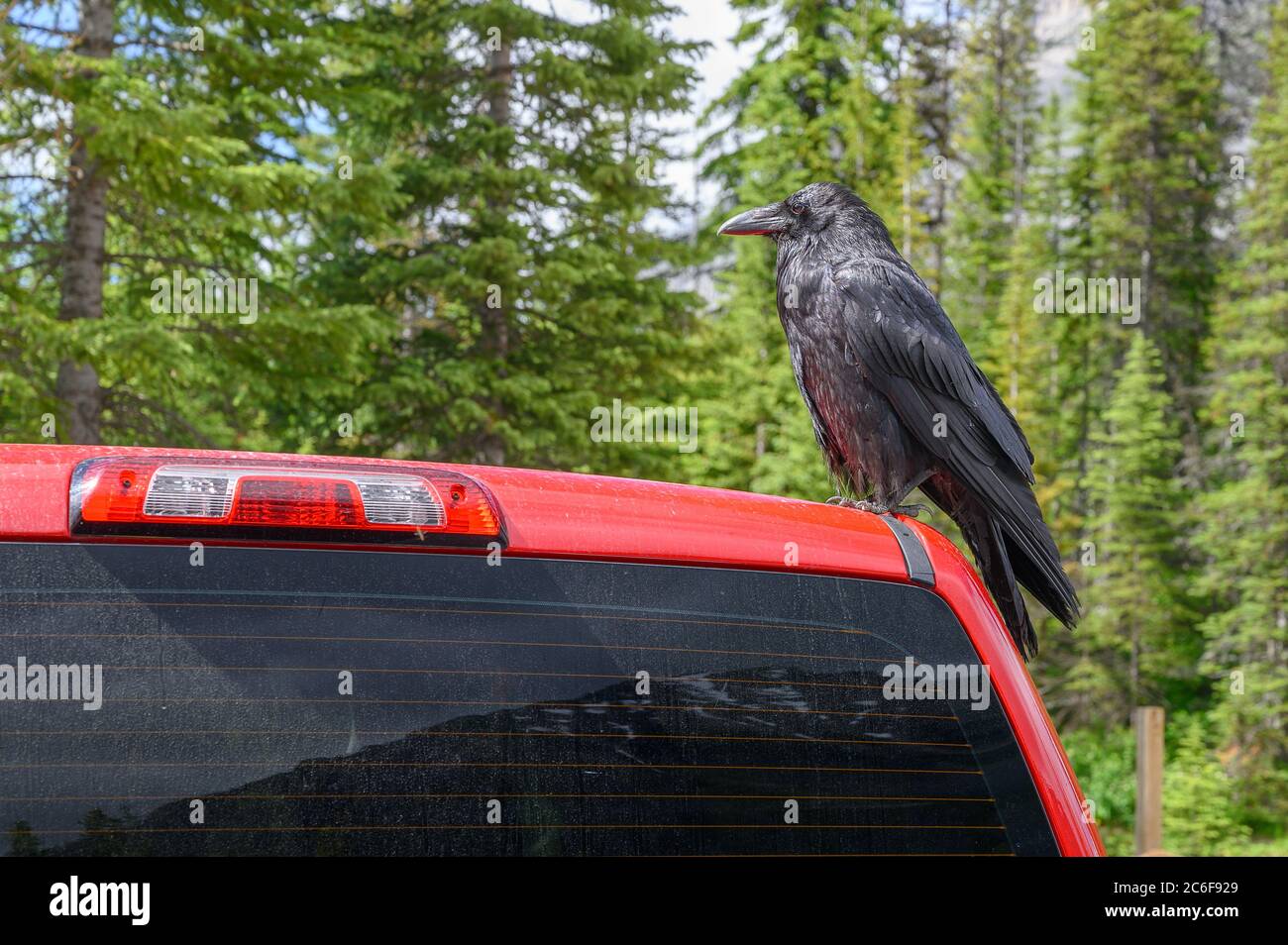 Tame raven bird hi-res stock photography and images - Alamy