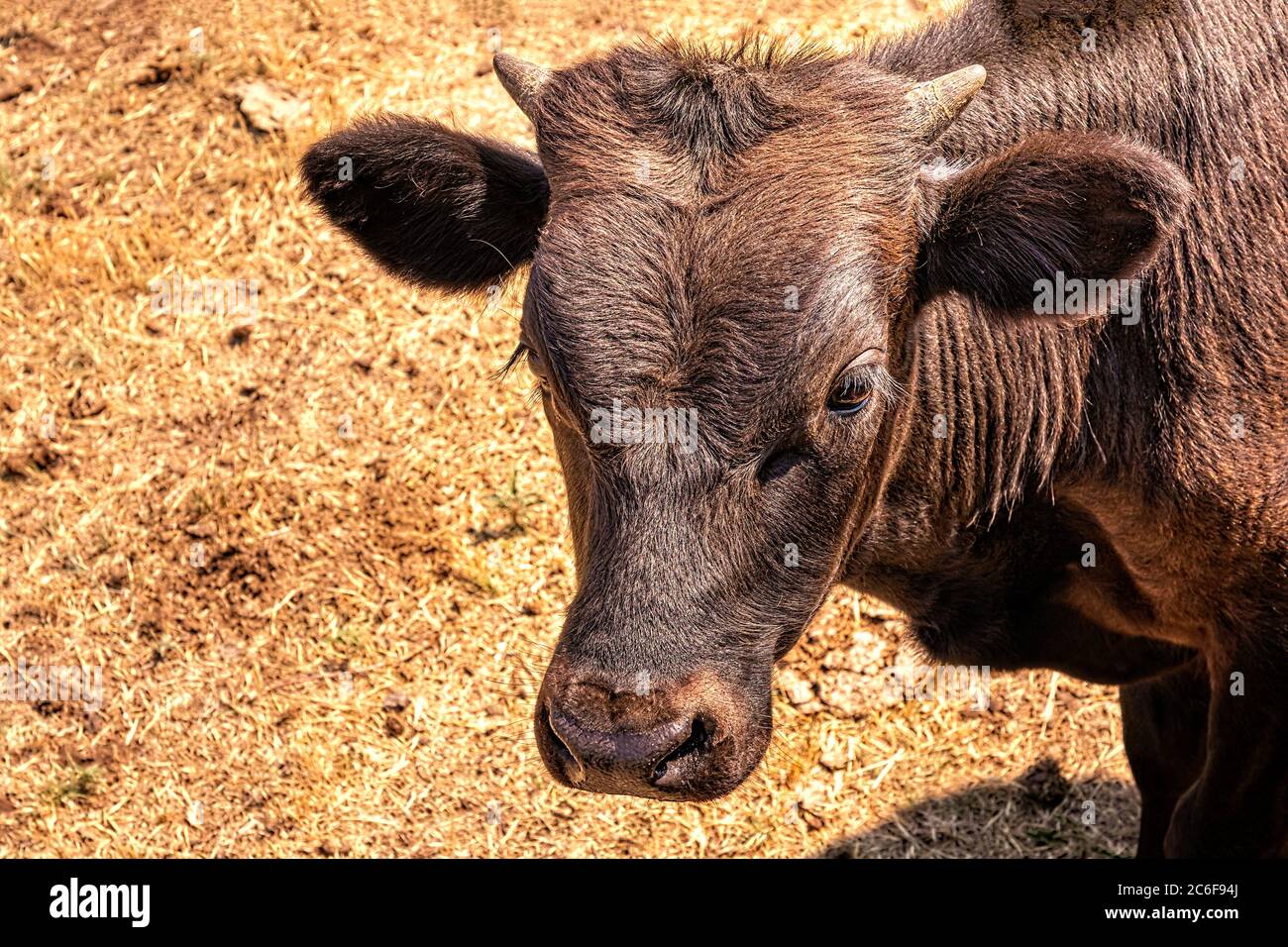 Texas Longhorn calf while standing in a pasture, portrait Stock Photo ...