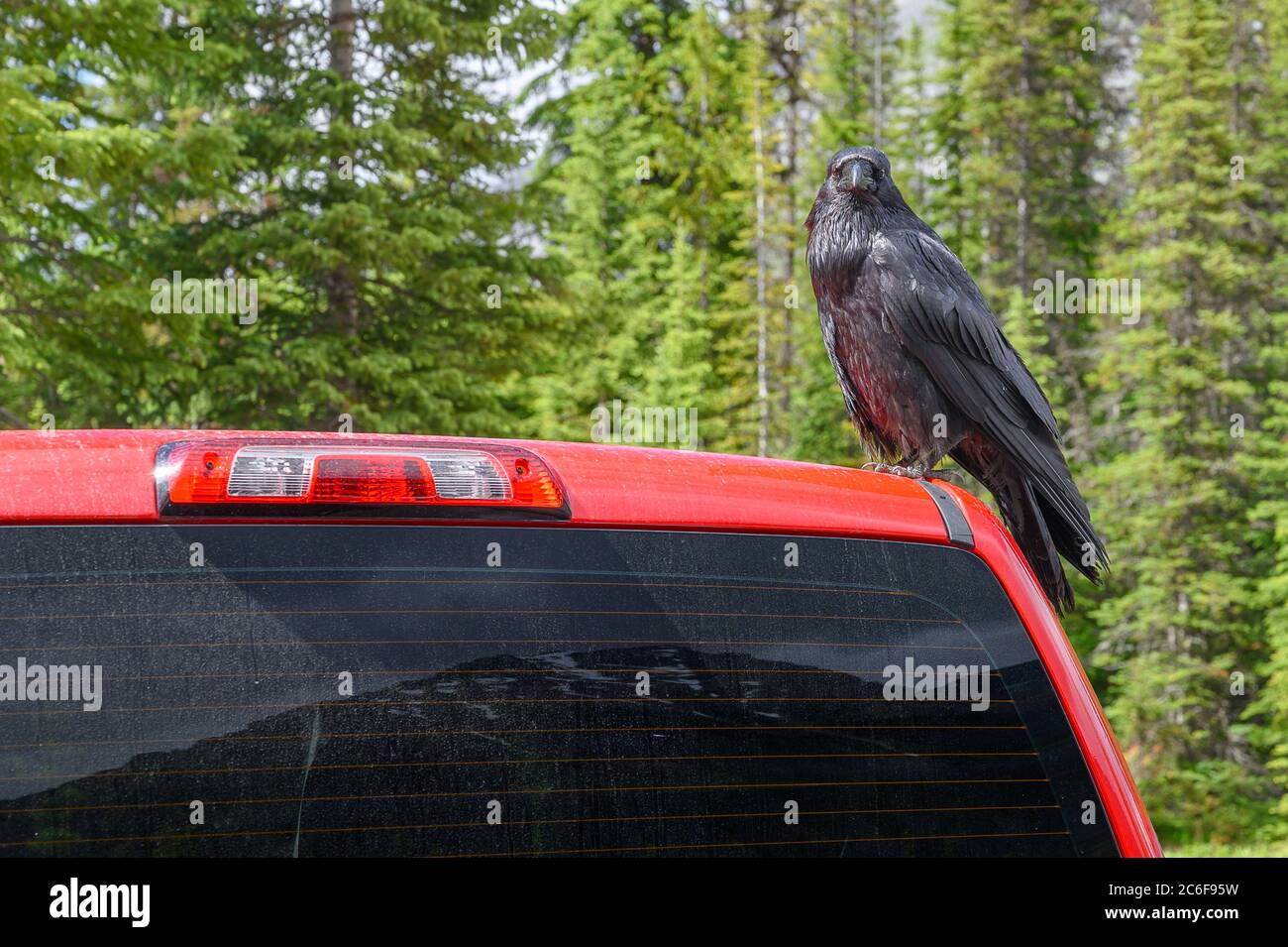 Common raven claws hi-res stock photography and images - Alamy