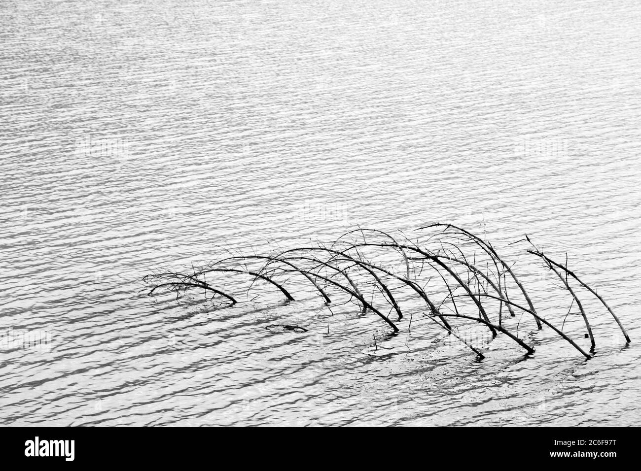 Branches Sticking Out Of