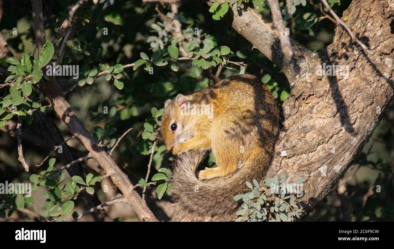 African bush squirrel hi-res stock photography and images - Alamy