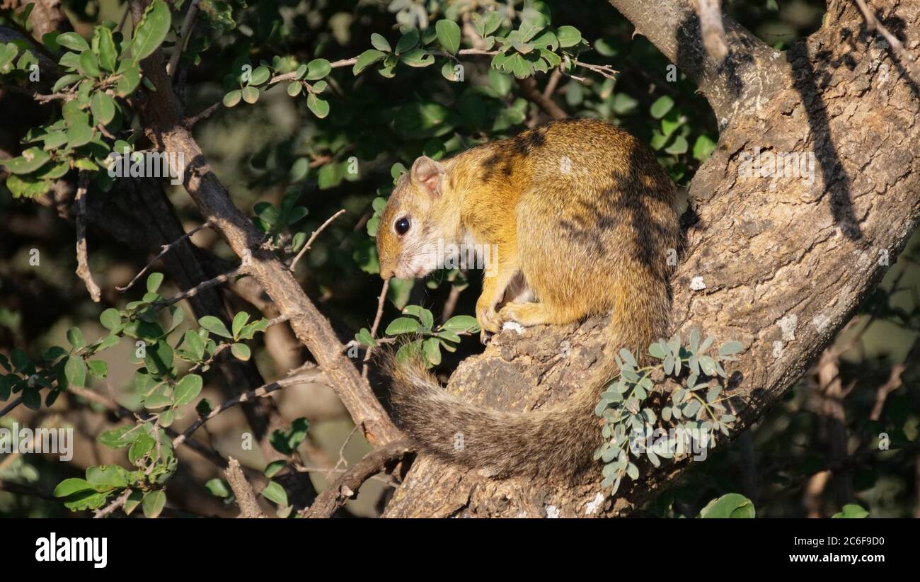 African bush squirrel hi-res stock photography and images - Alamy