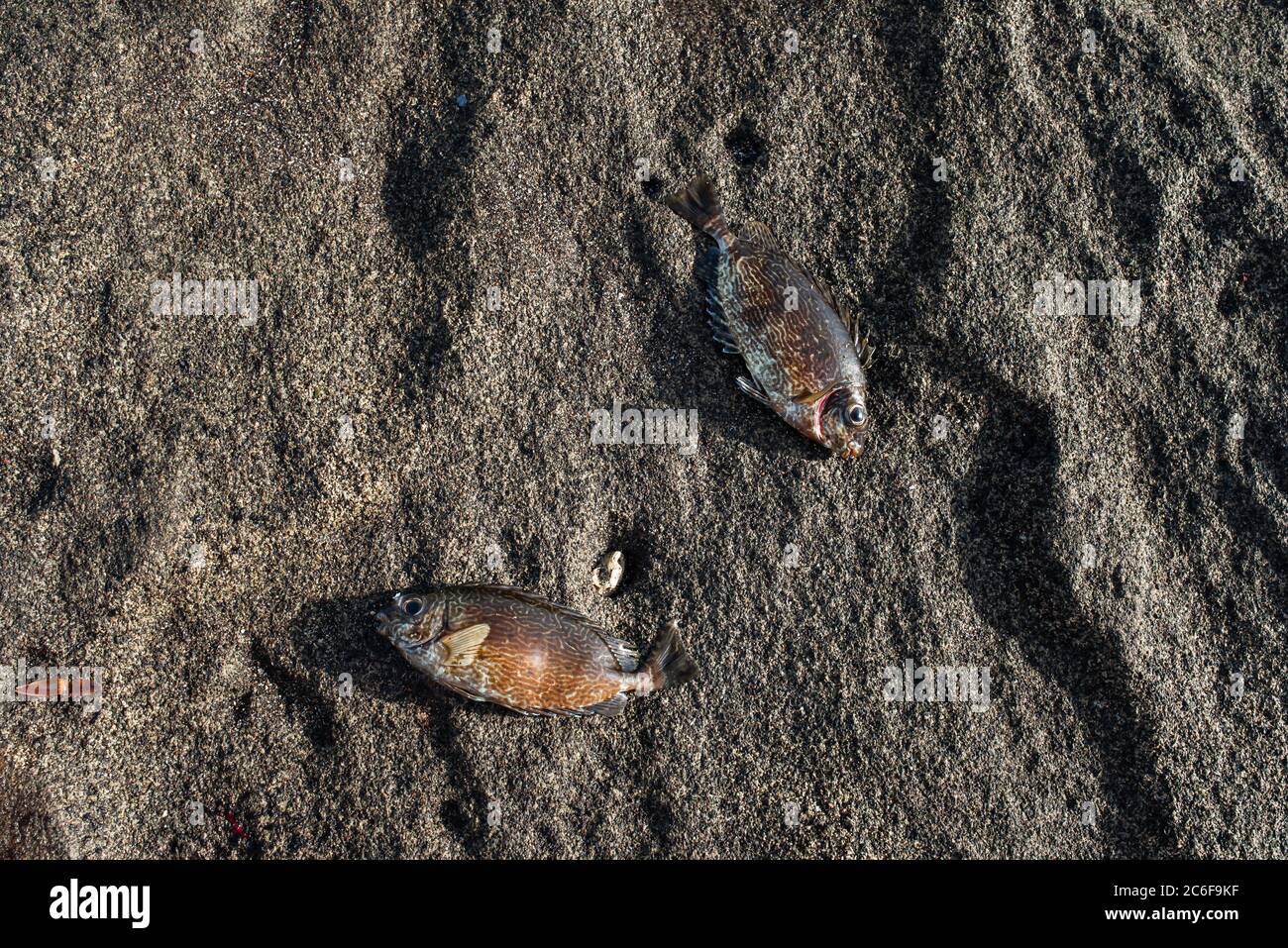 dead crucian fish on a stone thrown ashore after a storm Stock Photo ...