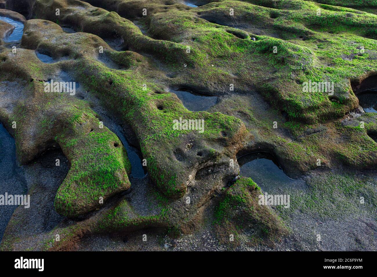 fresh green algae on a dark stone in the sea after low tide Stock Photo ...