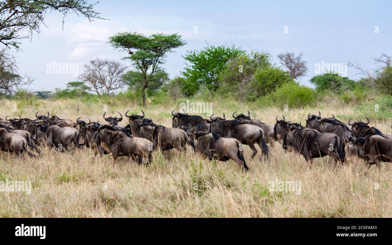 Wildebeest escaping from the other chasing wild animals in savannah ...