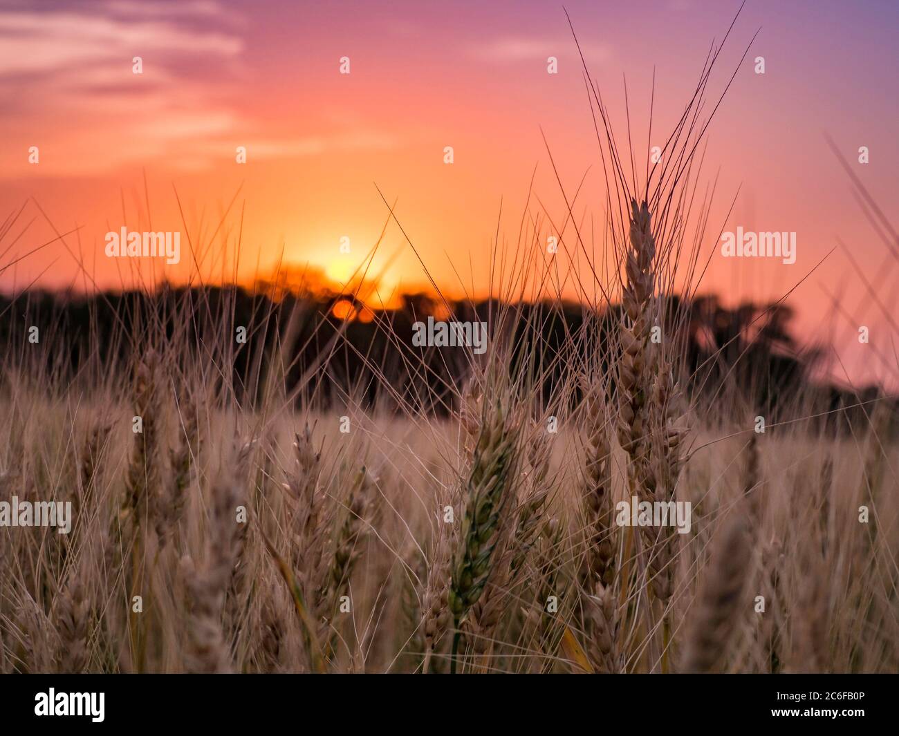 Kansas wheat hi-res stock photography and images - Alamy