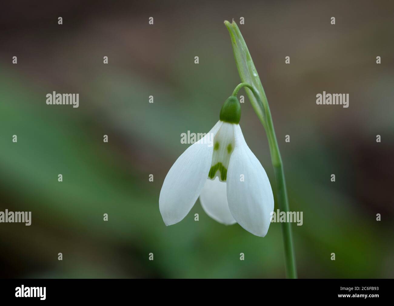 Snowdrop, Galanthus nivalis, single flower of "Grumpy" variety ...